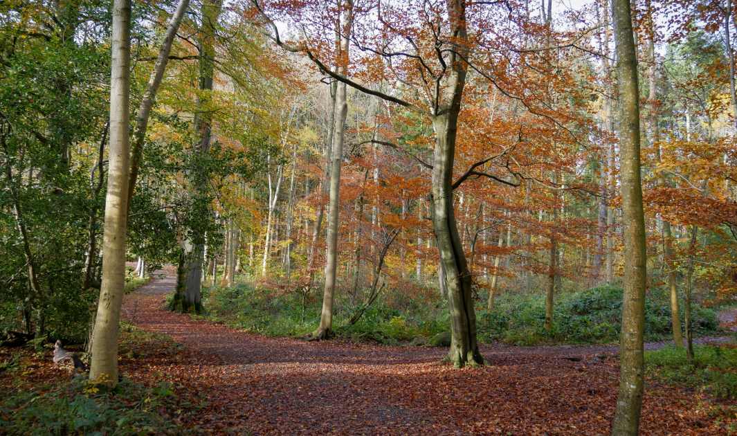Buy Guided walk at Wallington: Winter walk Tickets online - National Trust