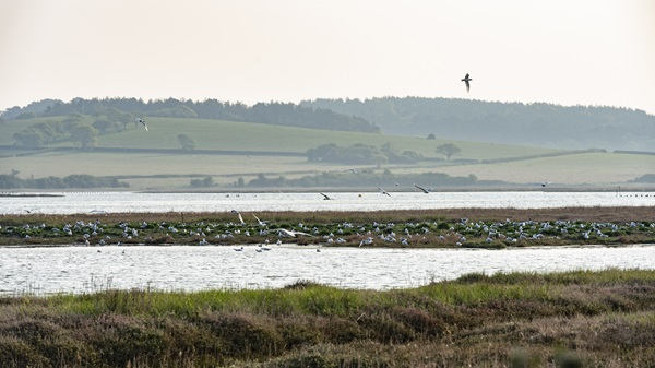 Buy Wellbeing Walk Tickets online - National Trust