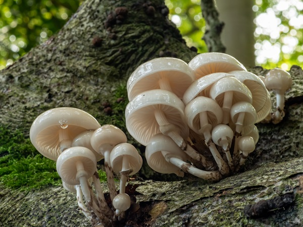 Buy British Sign Language (BSL) Interpreted Emmetts Garden History Tour ...