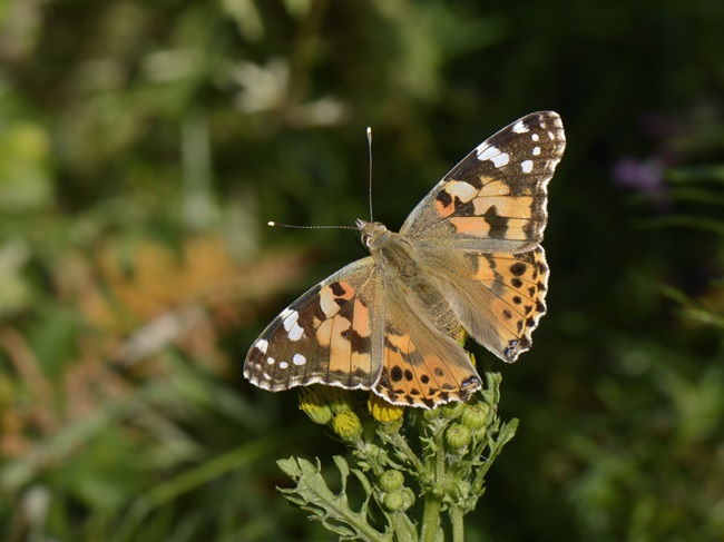 Buy Guided by Nature: Nature Walk Tickets online - National Trust