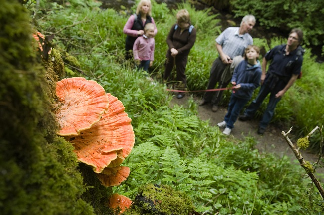Buy Natural Intrigues of Autumn Tickets online - National Trust