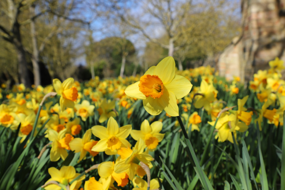 Buy Daffodil Tours 2026 - Wimpole Estate Tickets online - National Trust